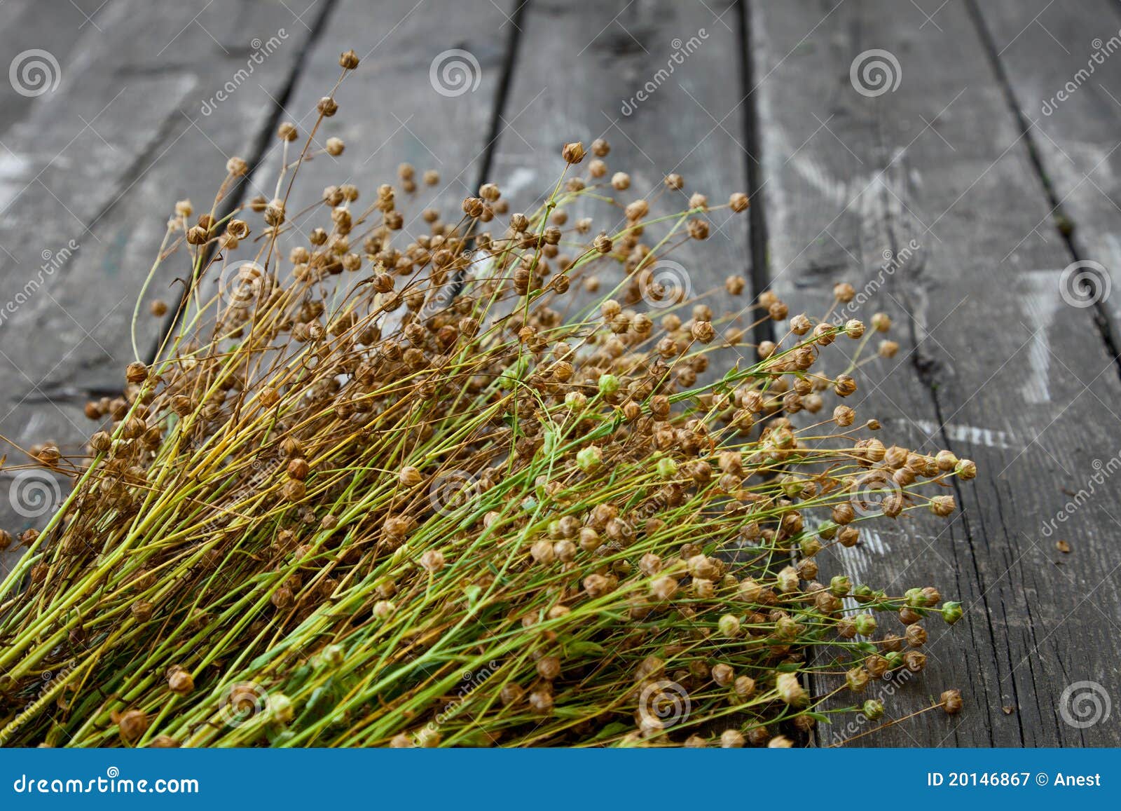 Ripe flax stock image. Image of panel, branch, bunch - 20146867