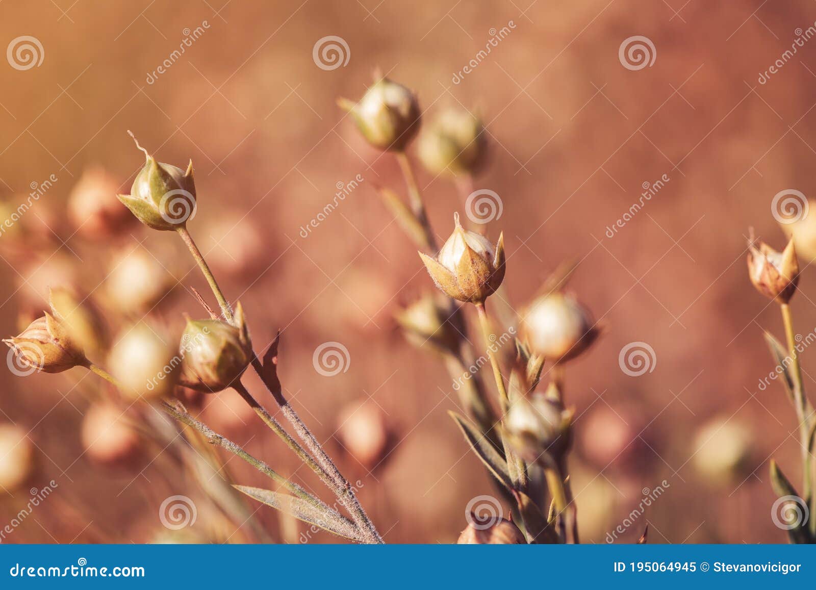 Ripe Flax Capsules in Field, Selective Focus Stock Image - Image of ...