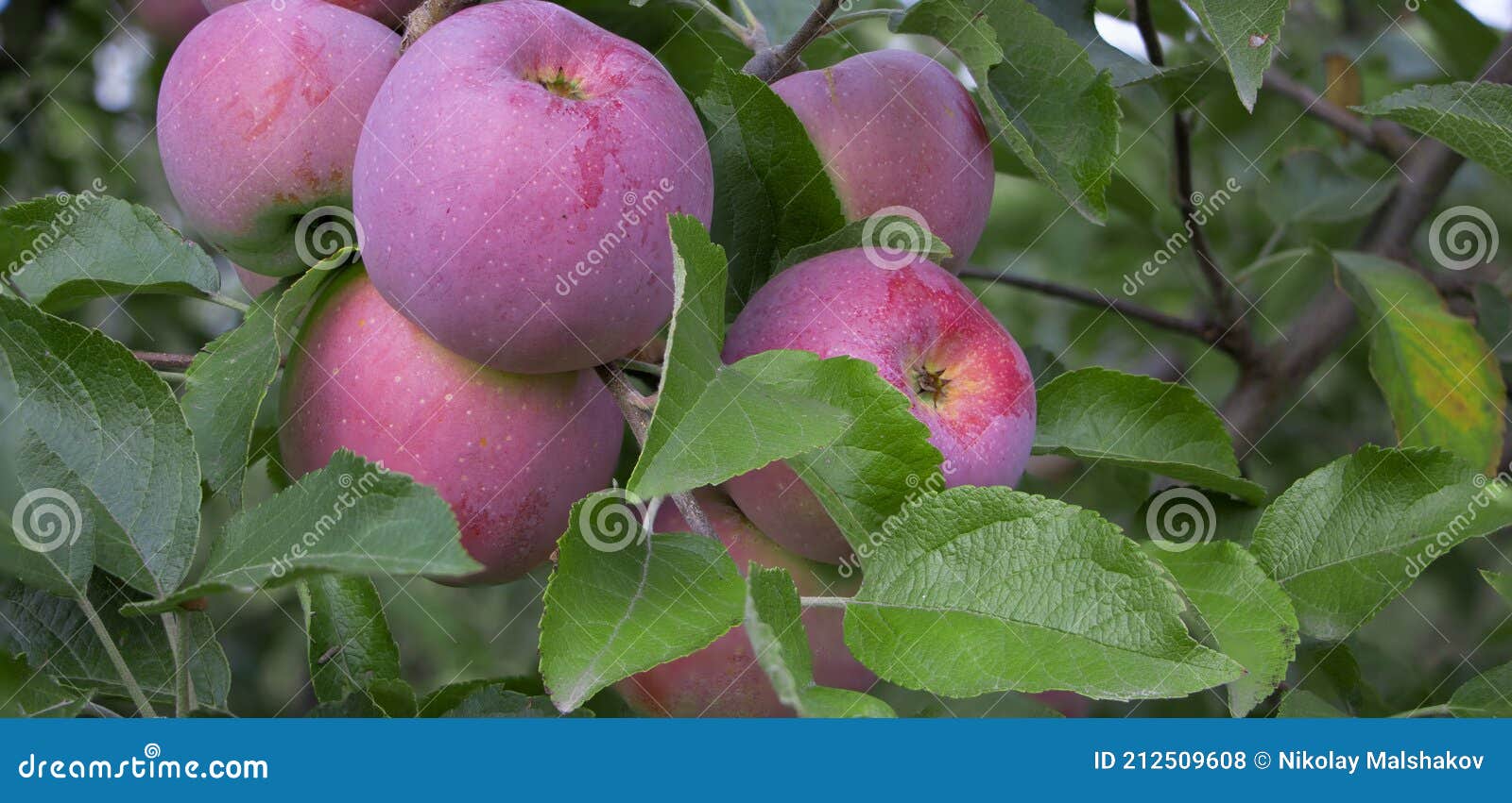 Ripe Florina Apples Hang on a Tree Stock Photo - Image of healthy ...