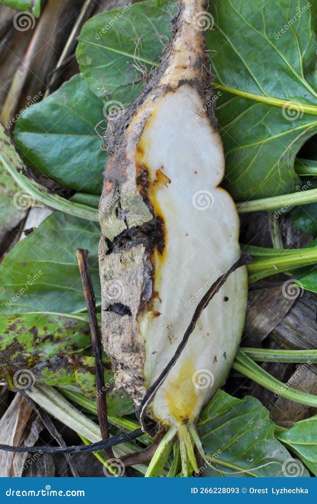 Fodder Beet Affected by Root Rot Stock Image - Image of farmers ...