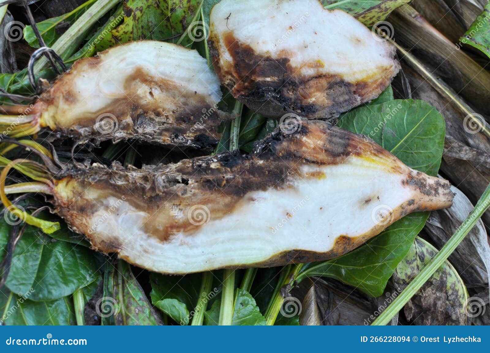 Fodder Beet Affected by Root Rot Stock Photo - Image of fodder, carrot ...