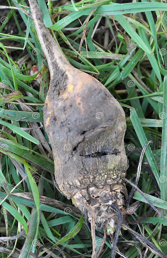 Fodder Beet Affected by Root Rot Stock Image - Image of natural ...