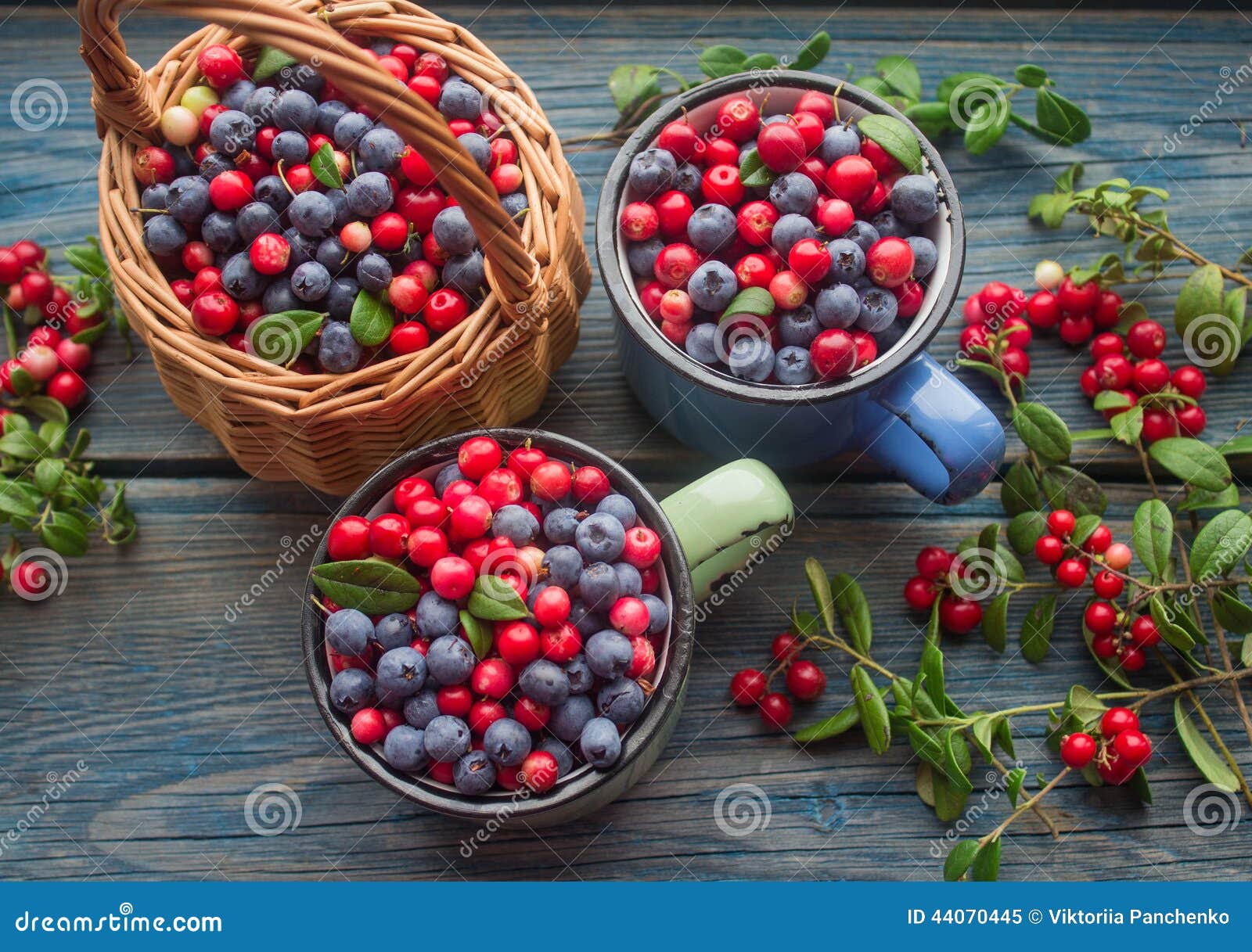 Ripe forest berries stock image. Image of cranberry, ripe - 44070445