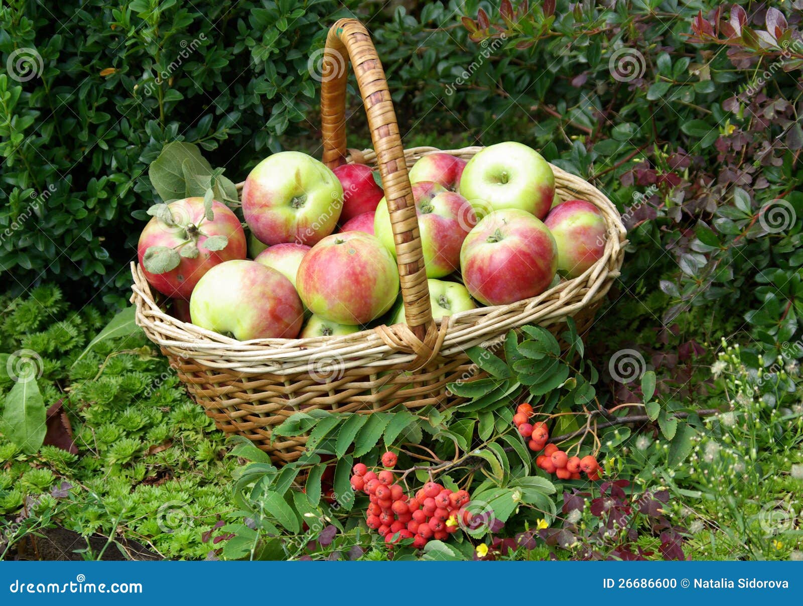 Ripe Fresh Apples in the Basket Stock Photo - Image of farmers, organic ...