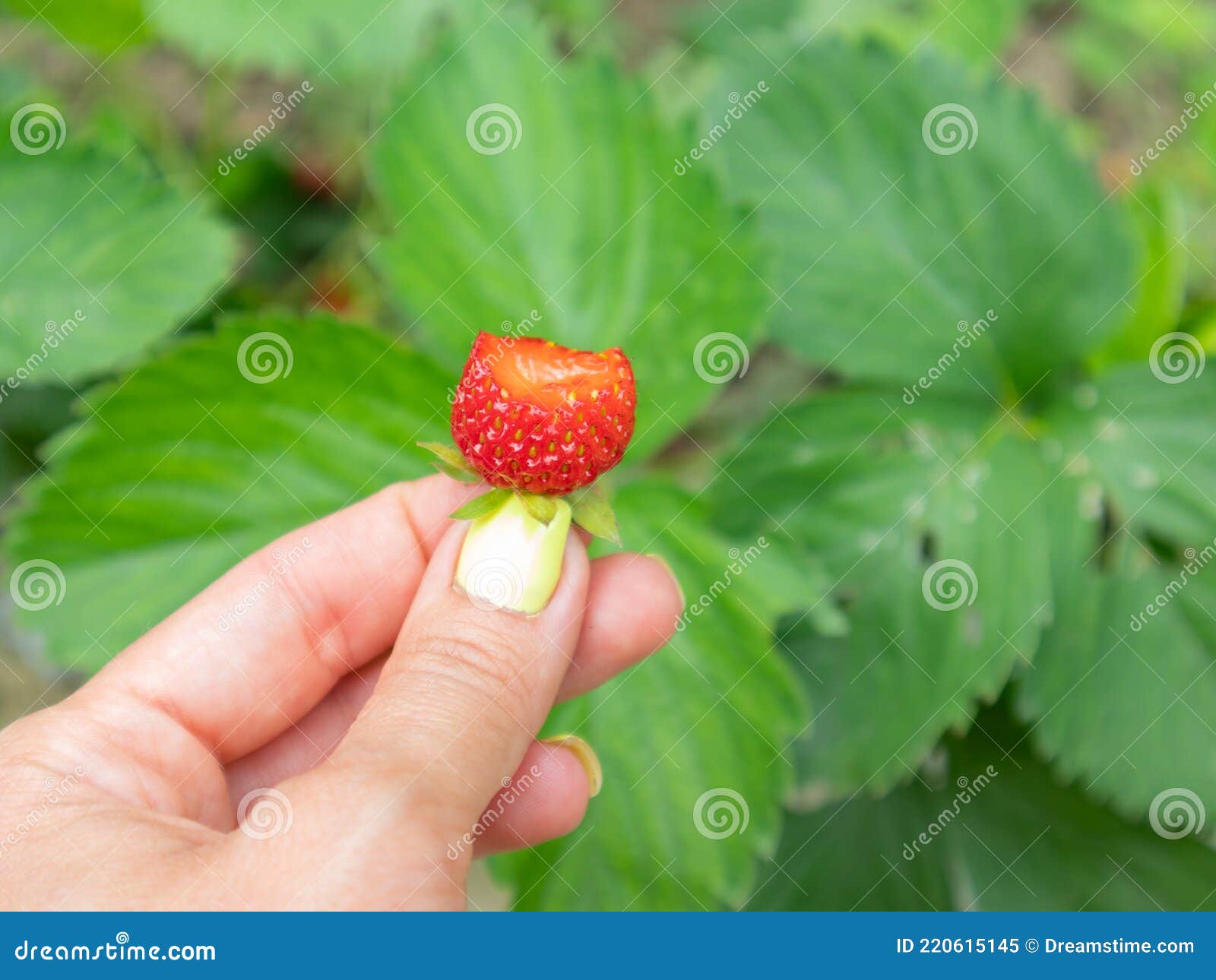 Ripe Fresh Bitten Strawberry Berries in Hand Stock Image - Image of ...