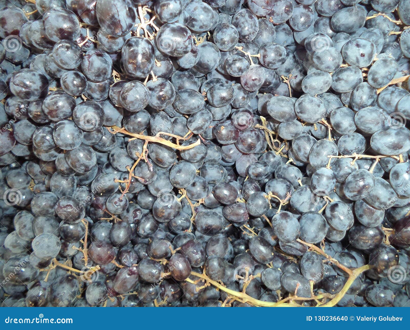 Ripe fresh black grapes stock photo. Image of dumped - 130236640