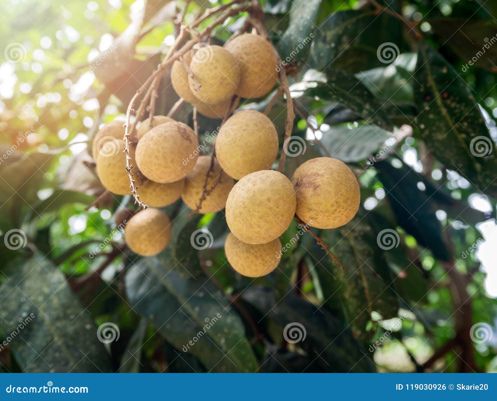 Ripe and Fresh Longan Hanging on Branch Stock Photo - Image of fresh ...
