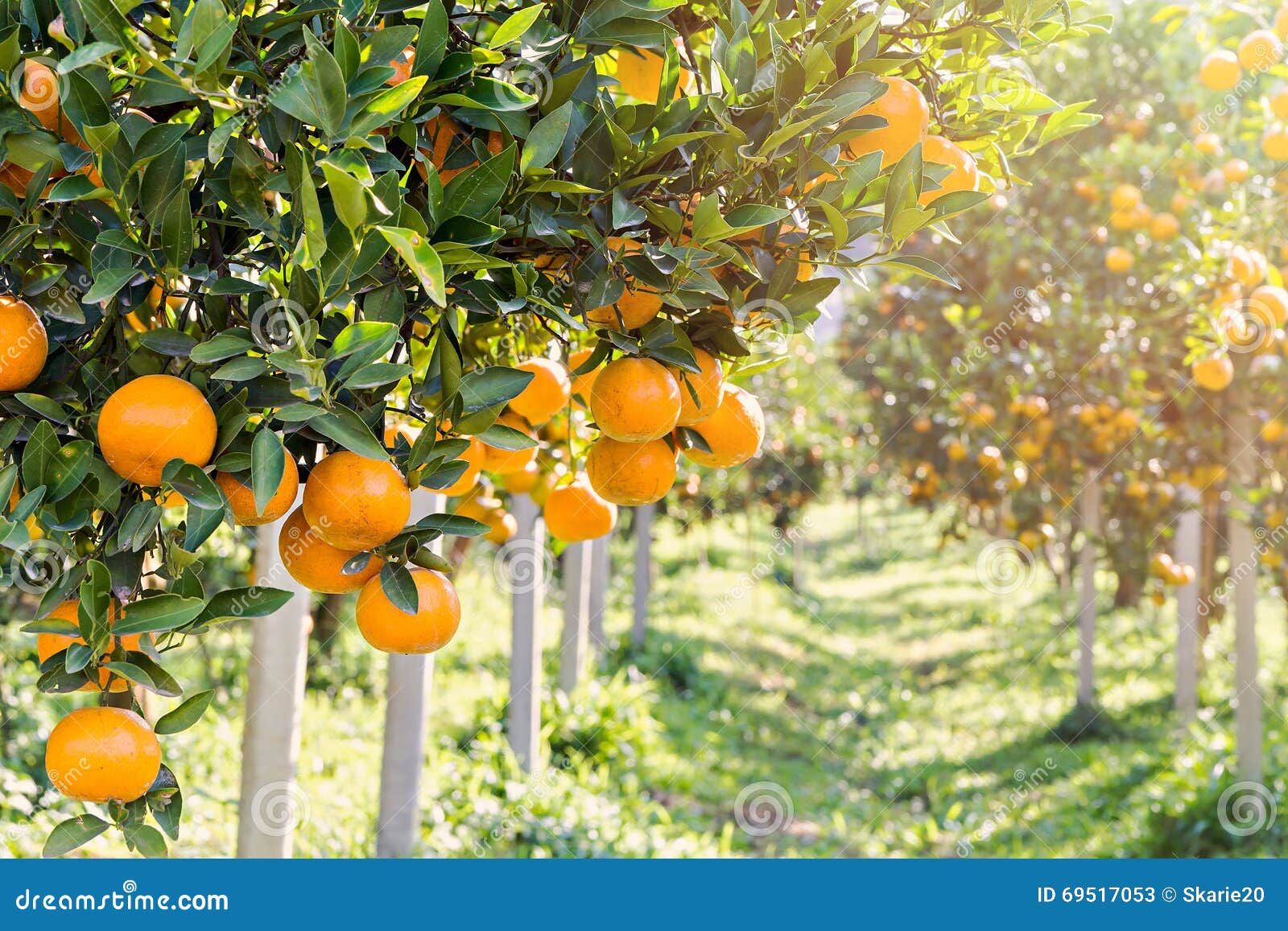 Ripe and Fresh Oranges on Branch Stock Image - Image of outdoor, leaf ...