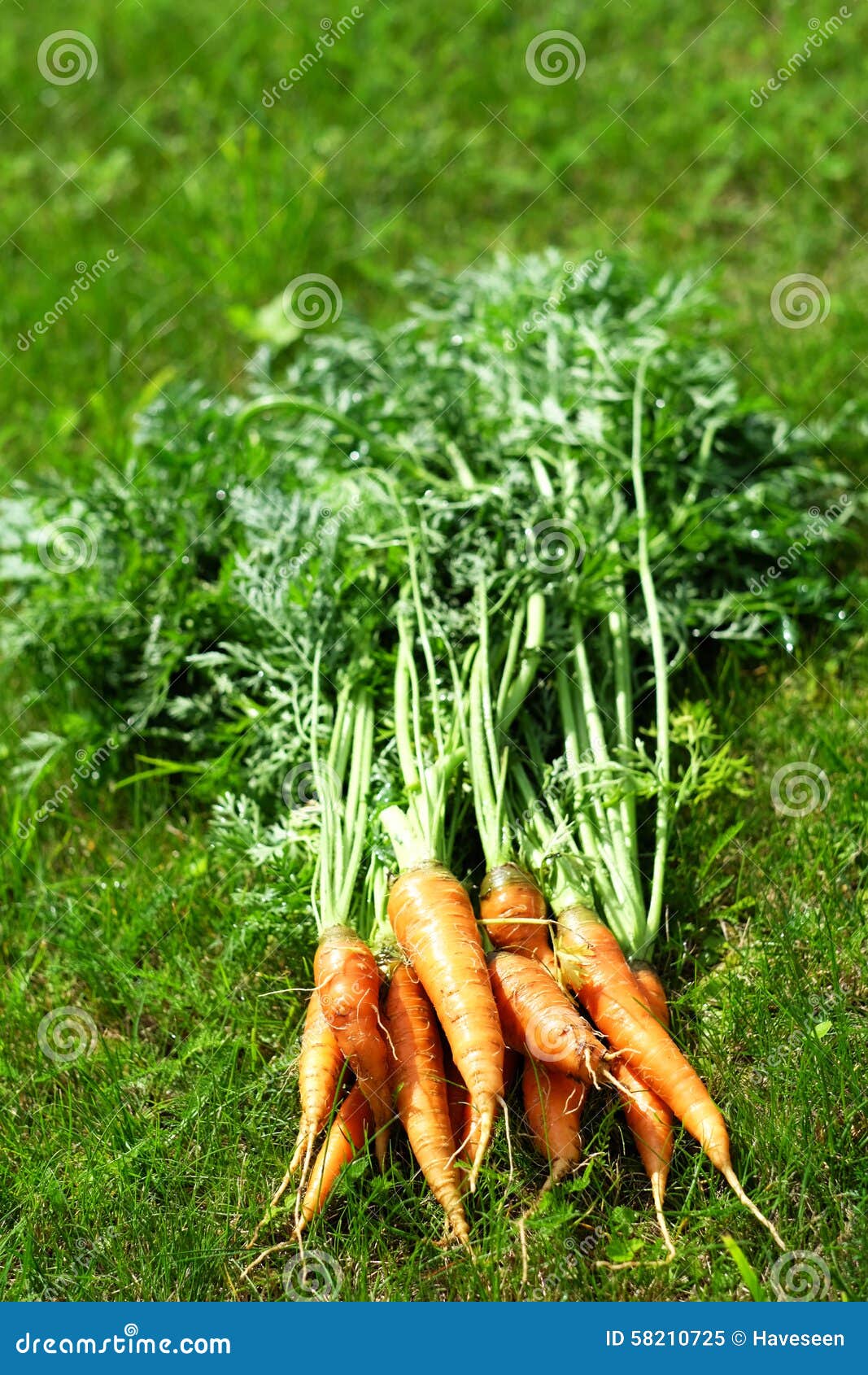Ripe and Fresh Organic Carrots Stock Image - Image of root, harvest ...