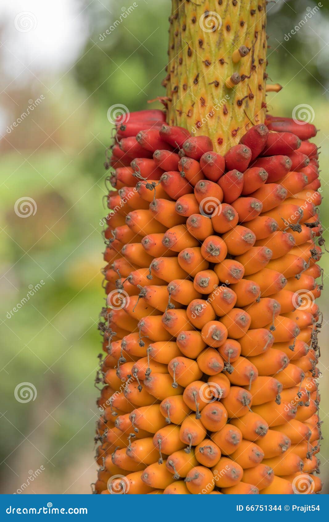 Fruit Of Amorphophallus Campanulatus Royalty-Free Stock Photography ...