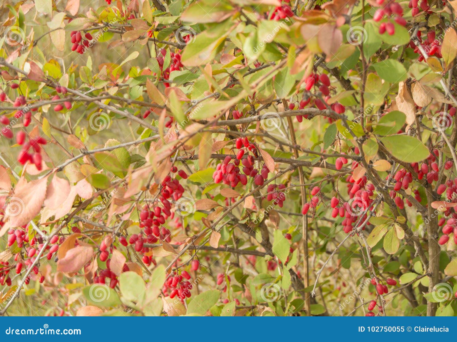 The Ripe Fruit of Barberries on Branch, Selective Focus Stock Image ...