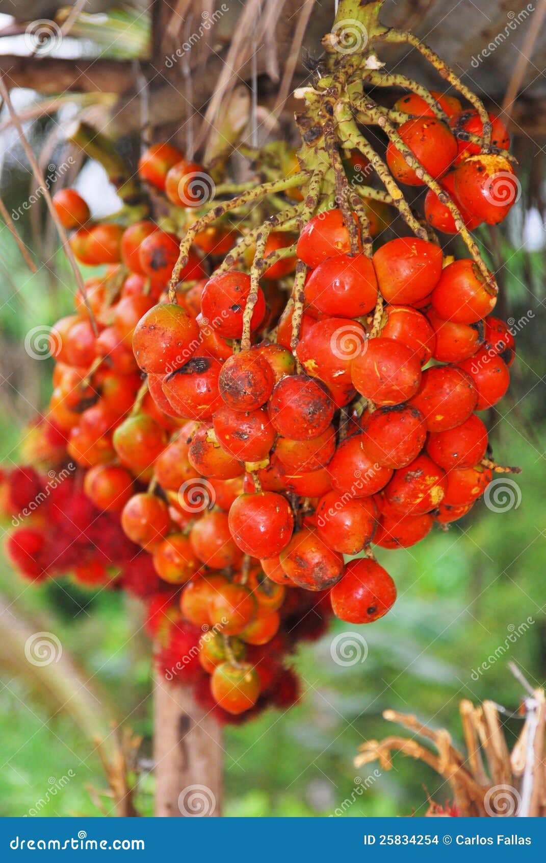 Ripe fruit called Pejibaye stock photo. Image of stand - 25834254