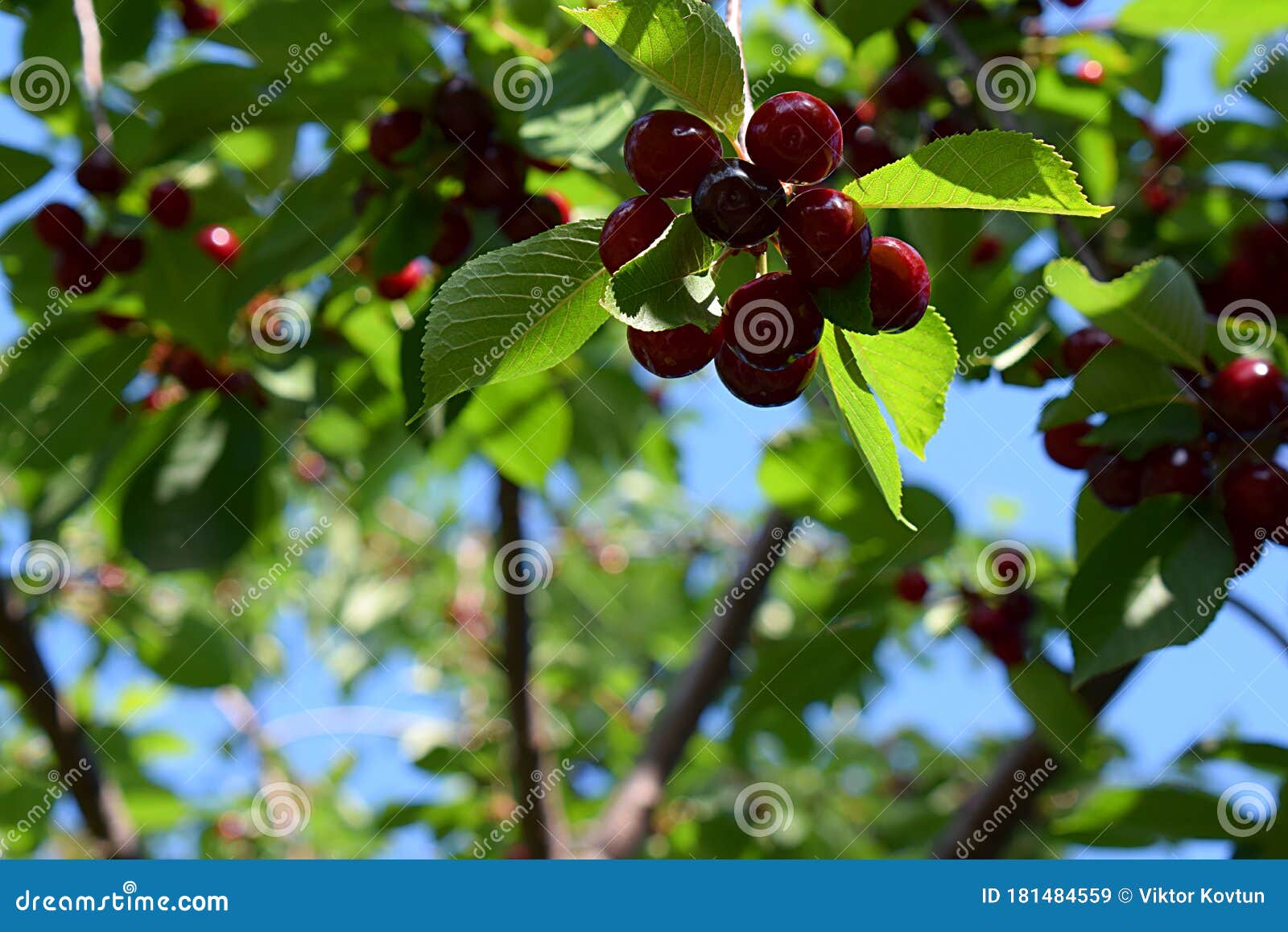 Ripe Fruit of the Cherry is Not a Tree Stock Image - Image of ...