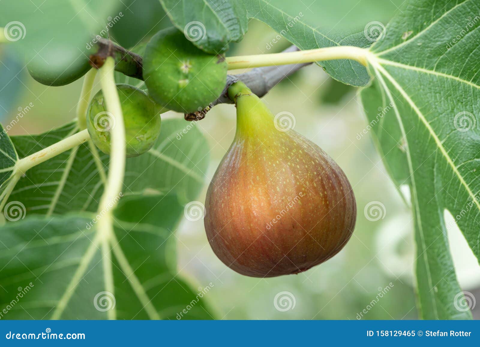 Ripe Fruit of a Common Fig Hanging on a Tree Stock Image - Image of ...