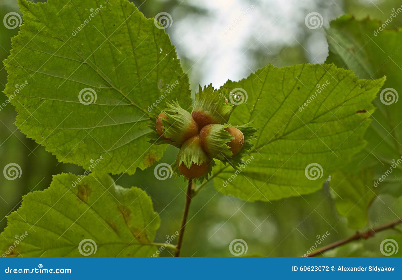 Fruit Corilus Stock Photos - Free & Royalty-Free Stock Photos from ...