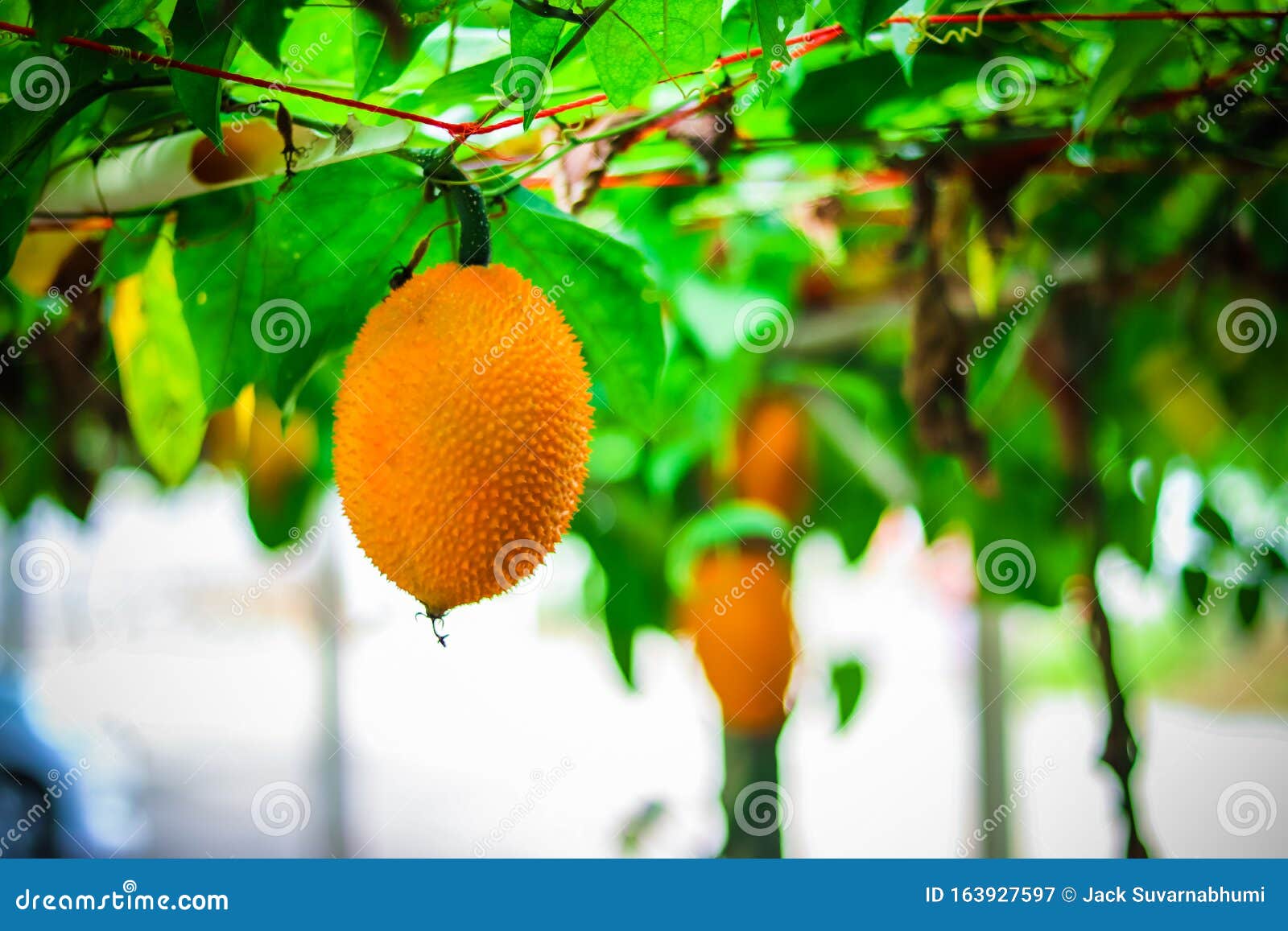Ripe fruit in the garden stock image. Image of lotus - 163927597
