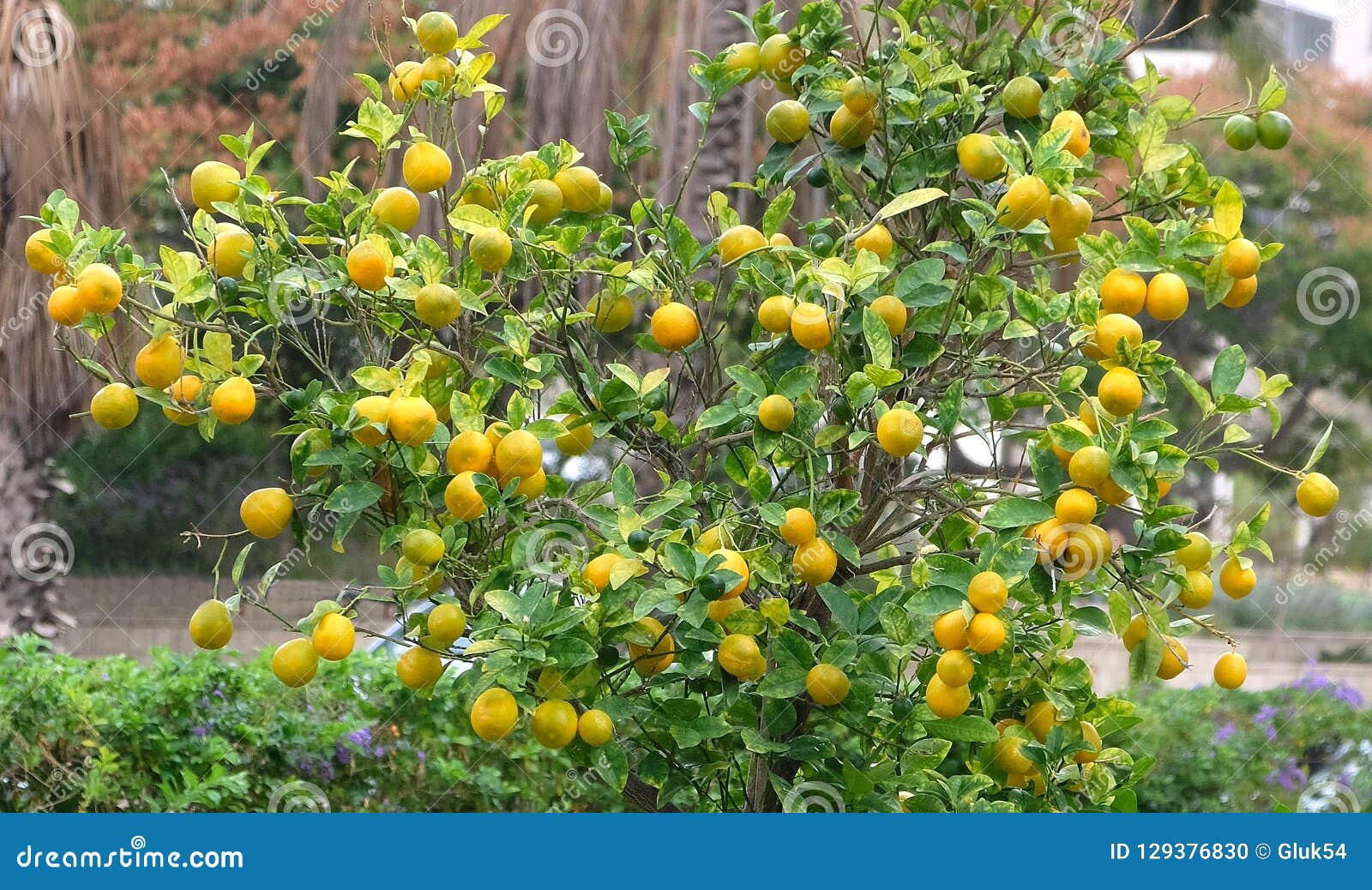 Ripe Fruit on the Orange Tree in the Square of the City of Holon in ...