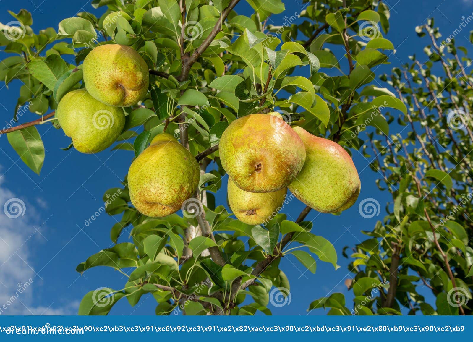 Ripe Fruit of Pears Hang on a Tree Branch Close-up Macro. Harvesting in ...