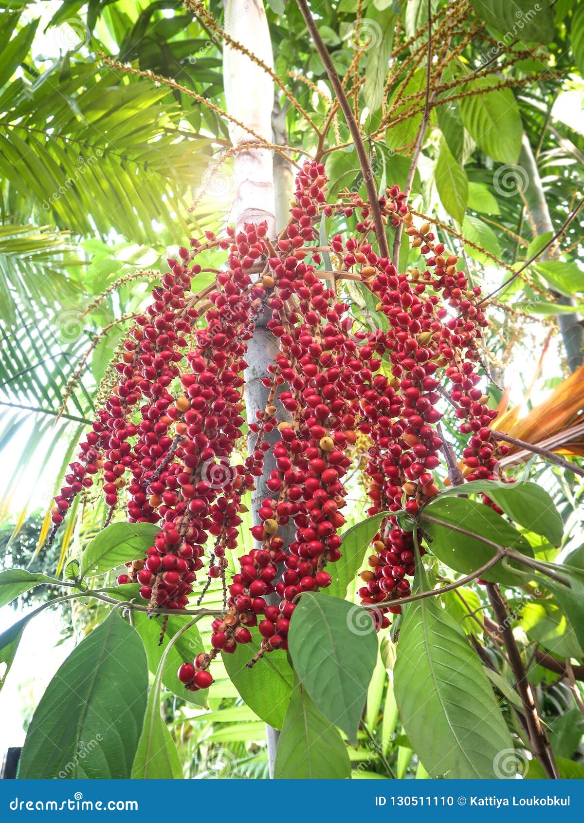 Ripe Fruit Plam on Plam Tree Stock Photo - Image of ornamental, asia ...