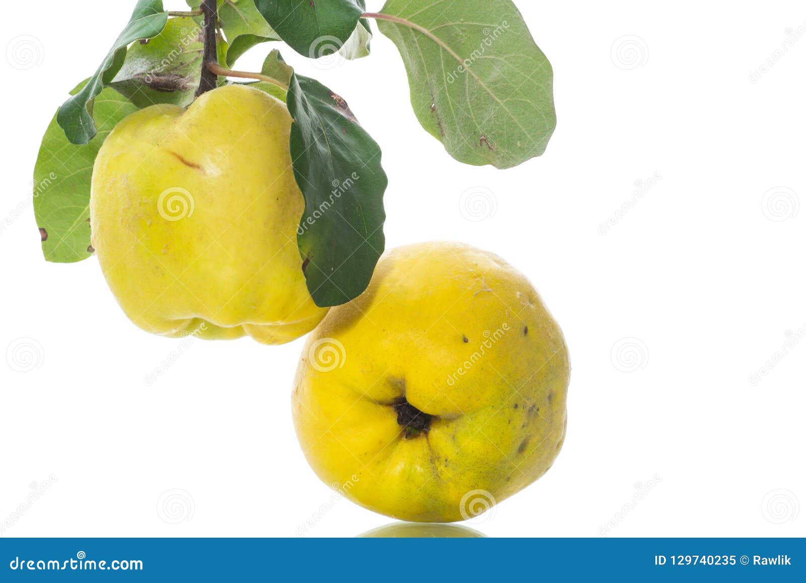 Ripe Fruit Quince Isolated on White Background Stock Image - Image of ...