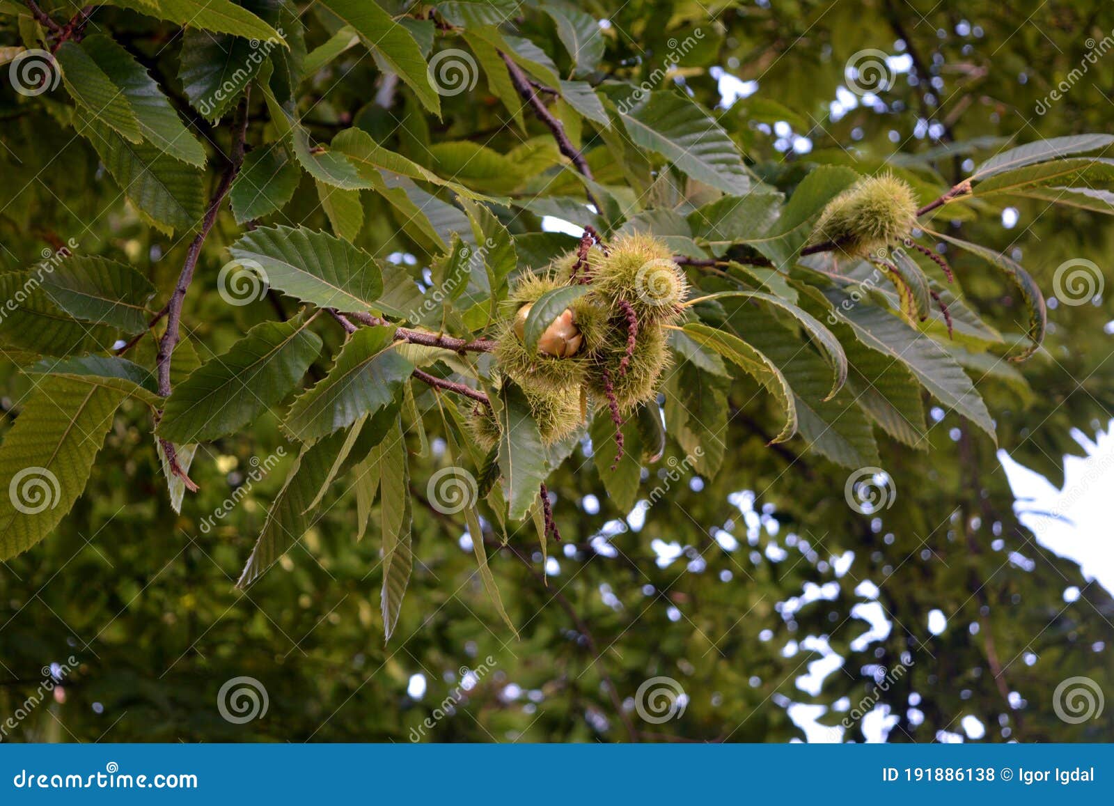 Ripe Fruit on the Sweet Chestnut Tree Stock Photo - Image of healthy ...