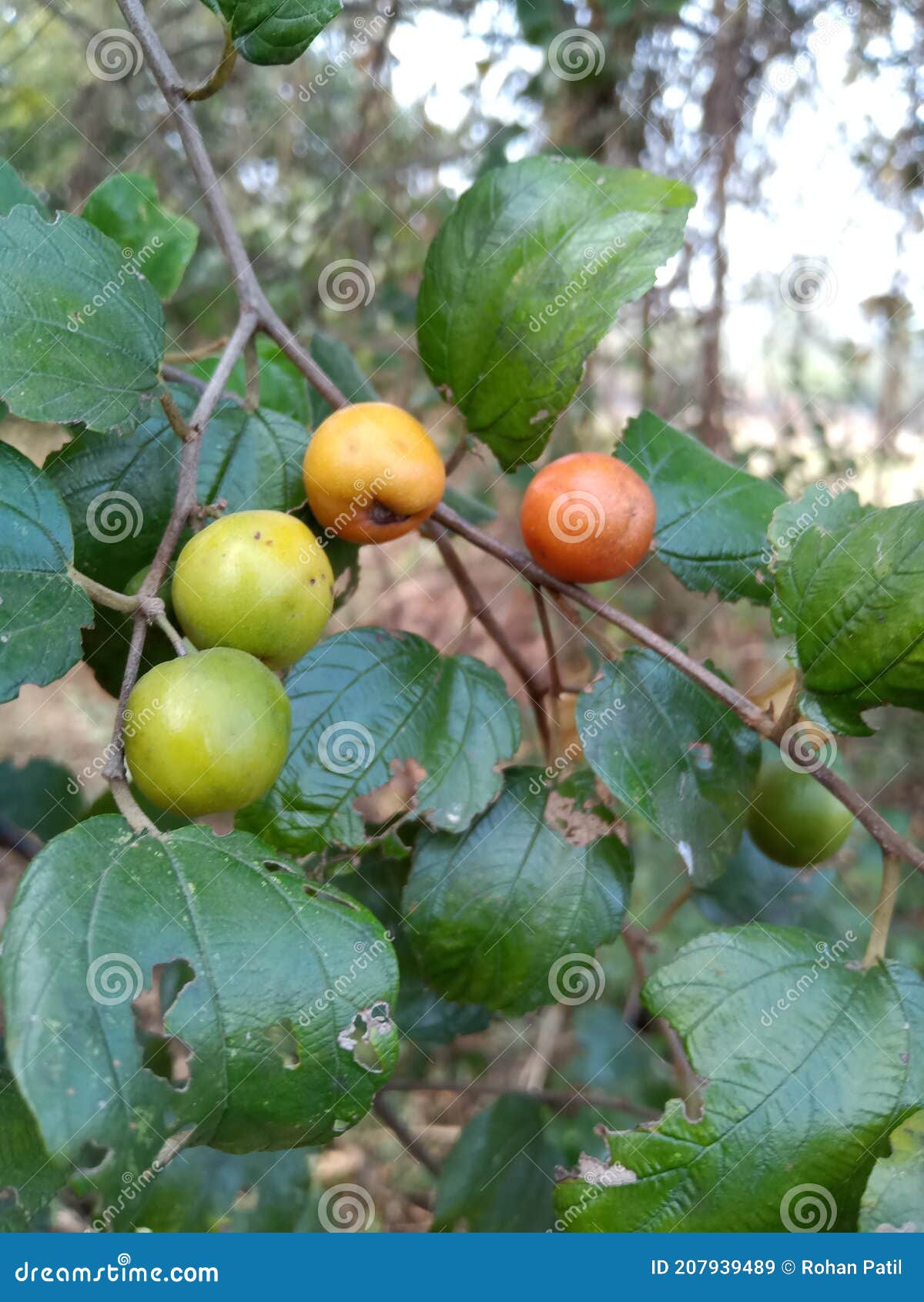 Ripe Fruit on the Tree ( Ber) Jujube Stock Image - Image of tree, fruit ...
