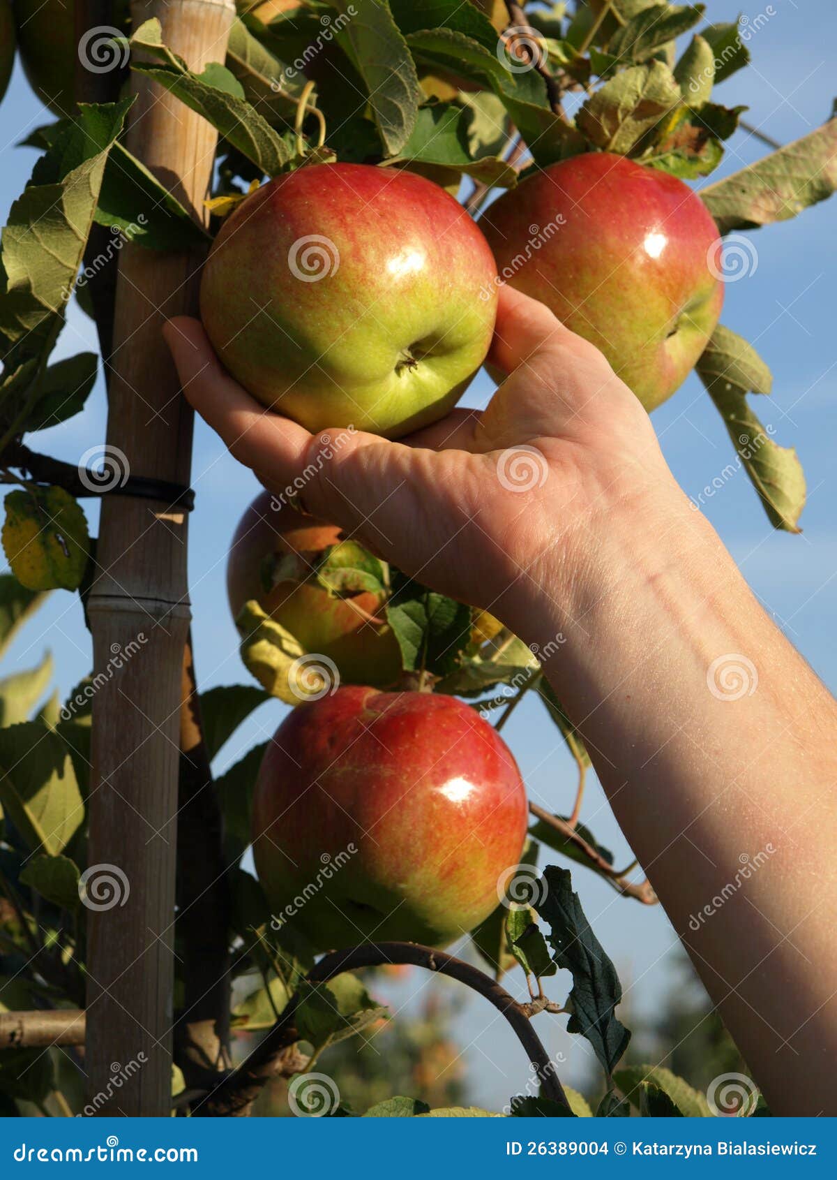 Ripe fruits stock photo. Image of farm, green, fruit - 26389004