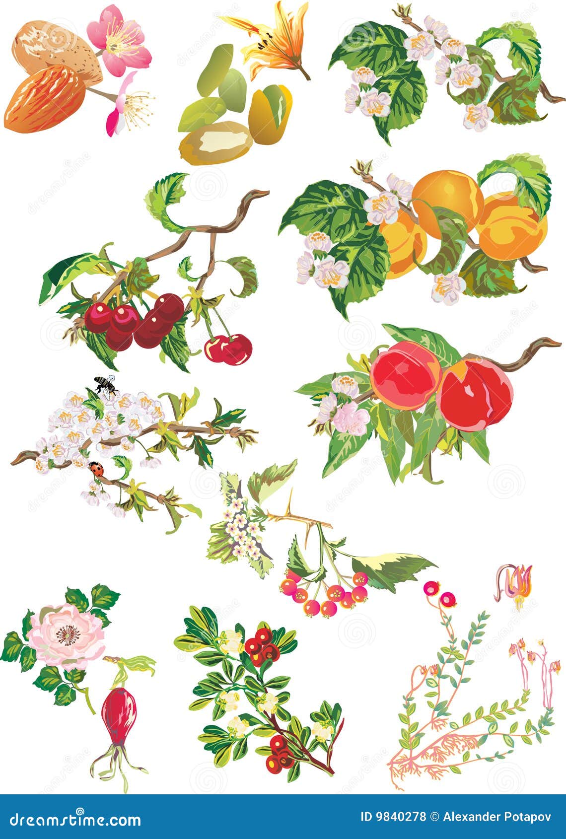 Ripe fruits and flowers stock vector. Illustration of painting - 9840278