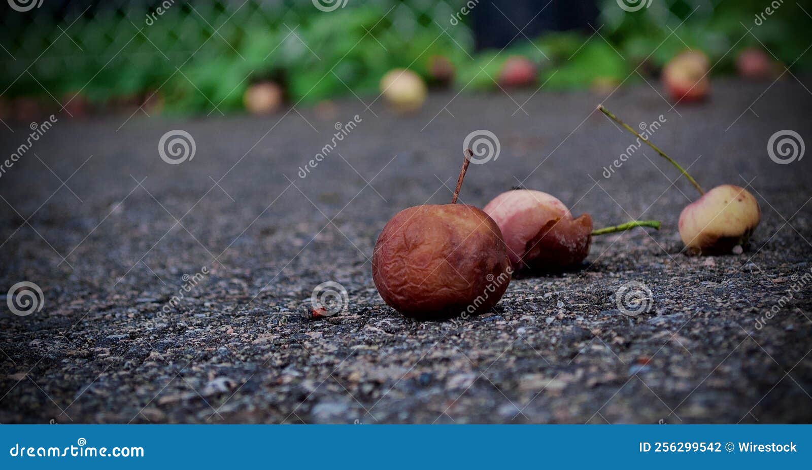 Ripe fruits on the ground. stock photo. Image of juicy - 256299542