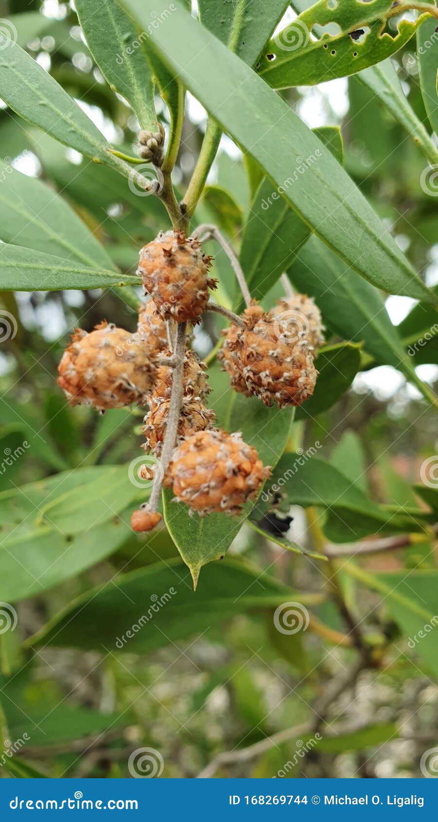 Ripe Fruits of Indian Tree stock photo. Image of fruits - 168269744