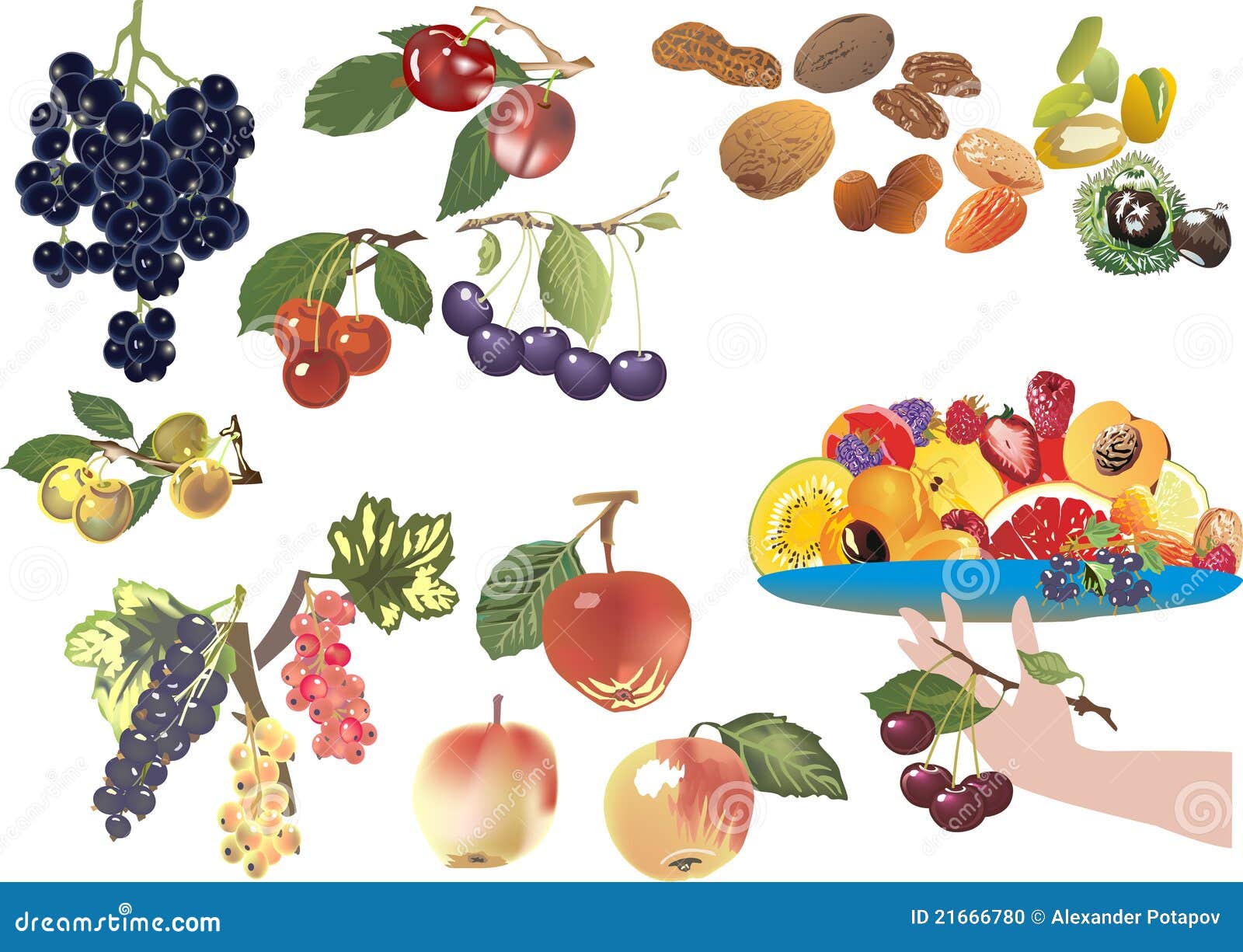 Ripe Fruits Isolated on White Collection Stock Vector - Illustration of ...