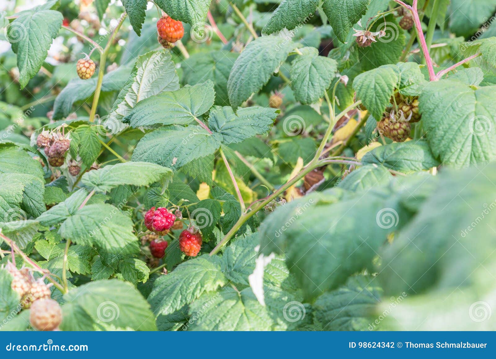 Ripe Fruits on a Raspberry Bush Stock Photo - Image of immature, ripe ...