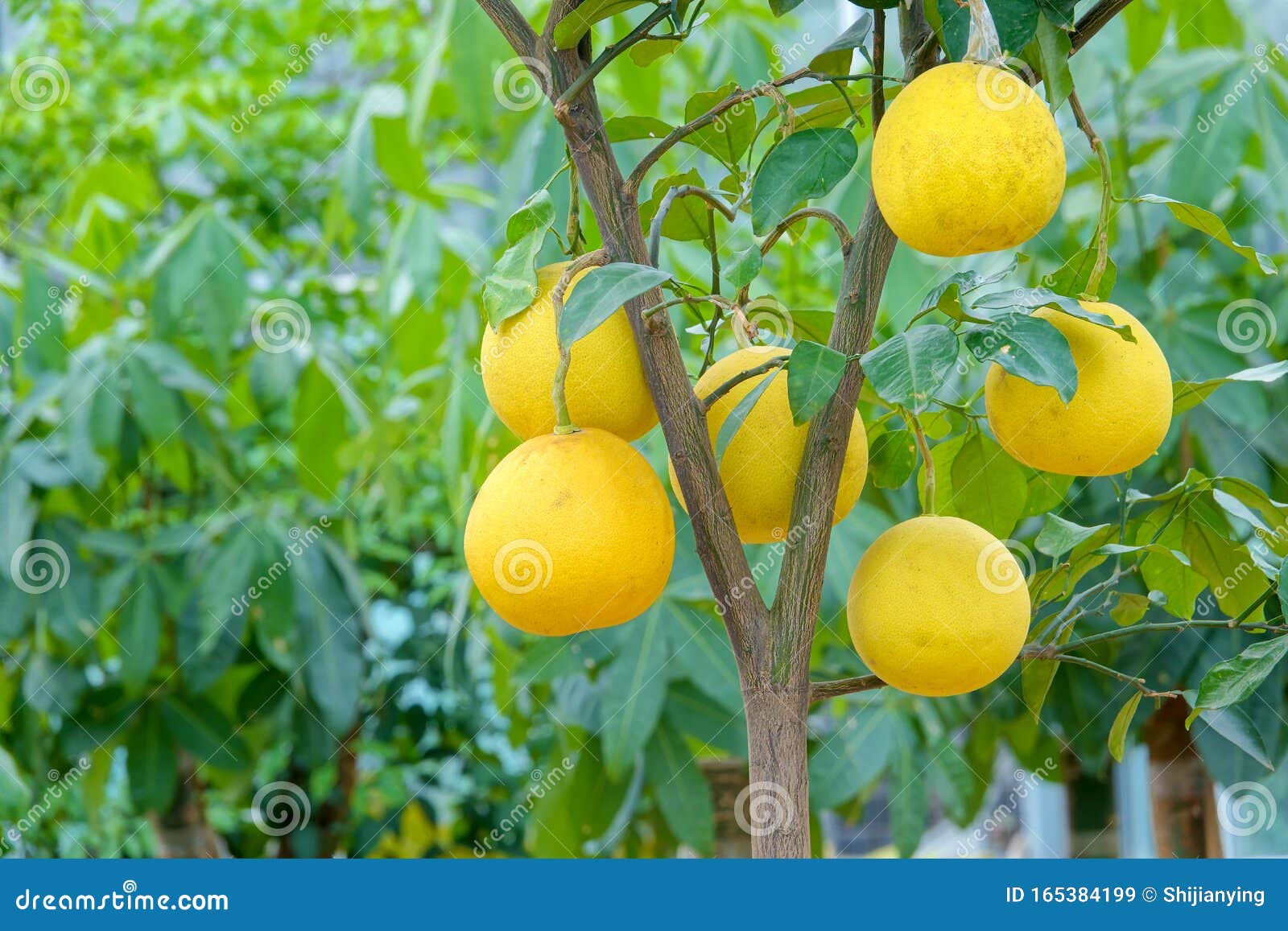 Shaddock stock image. Image of yellow, leaf, food, tropics - 165384199