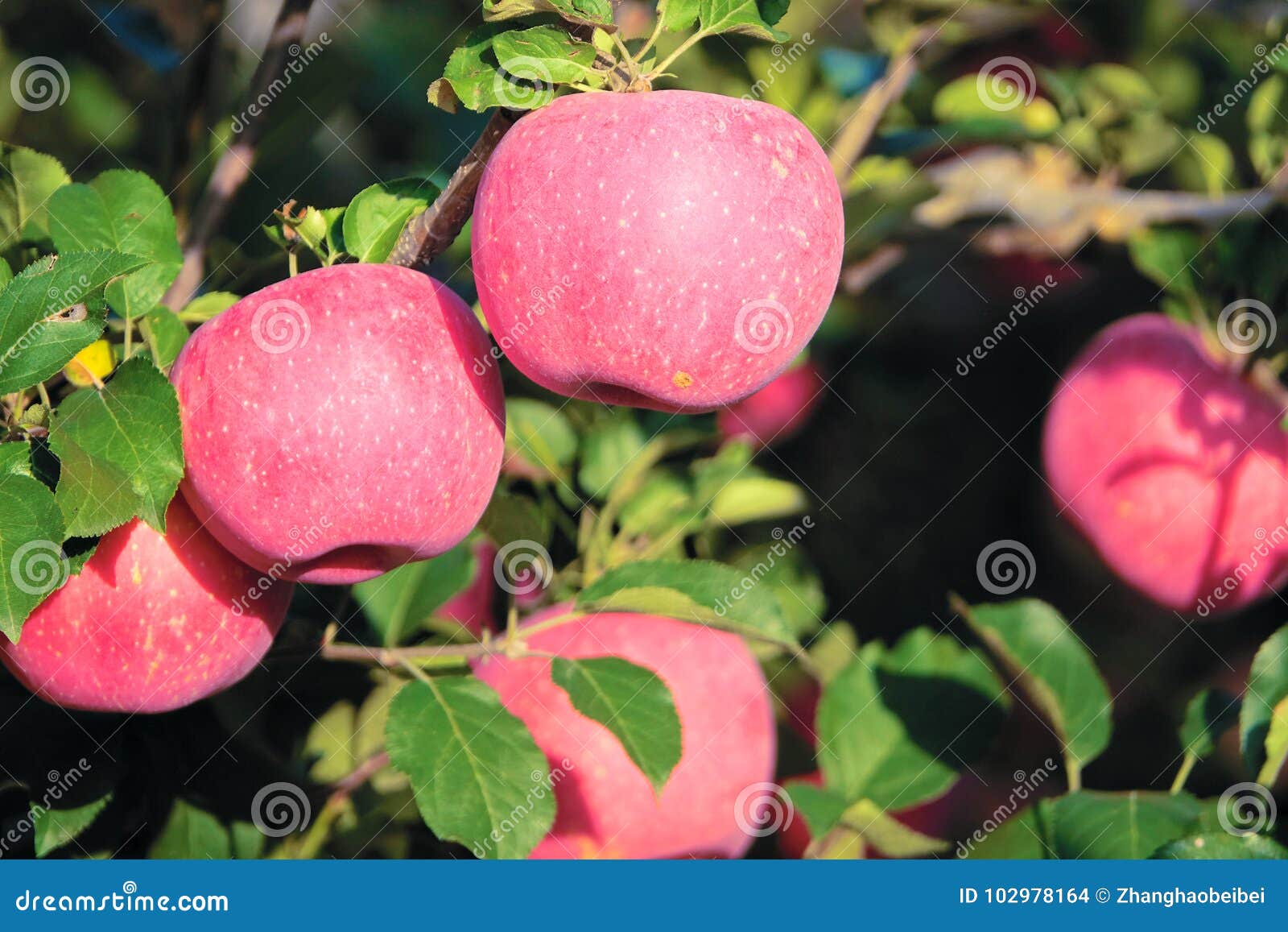 Fuji apple stock photo. Image of fruit, orchard, apple - 102978164
