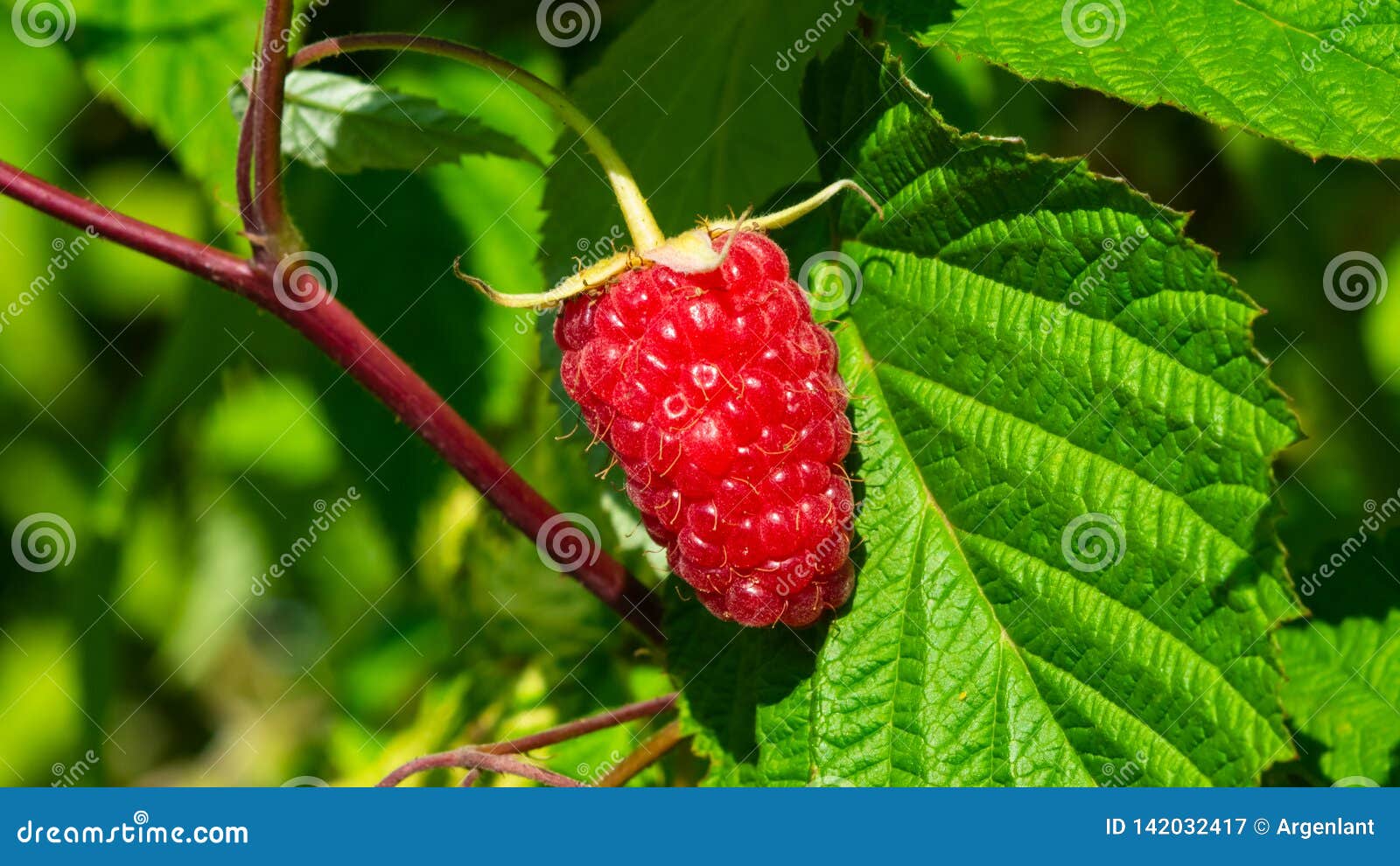 Ripe Garden Raspberry on a Branch Macro, Selective Focus, Shallow DOF ...