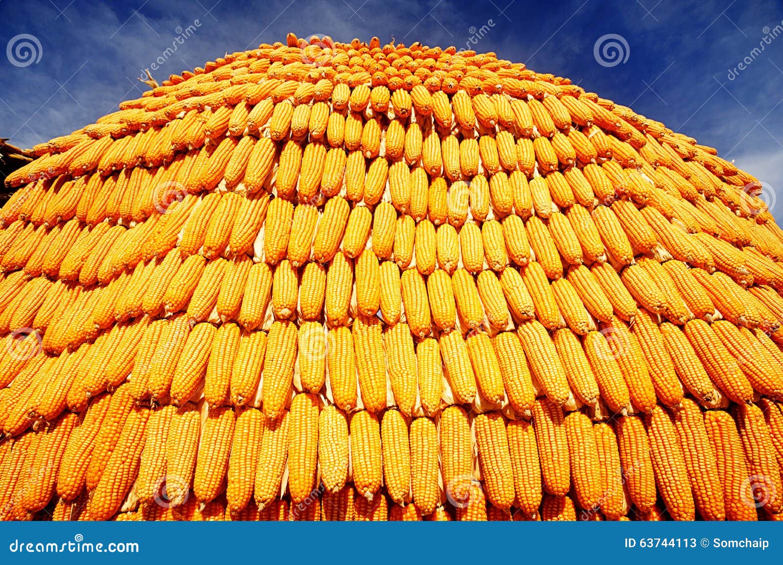 Ripe golden maize. stock image. Image of diet, ingredient - 63744113