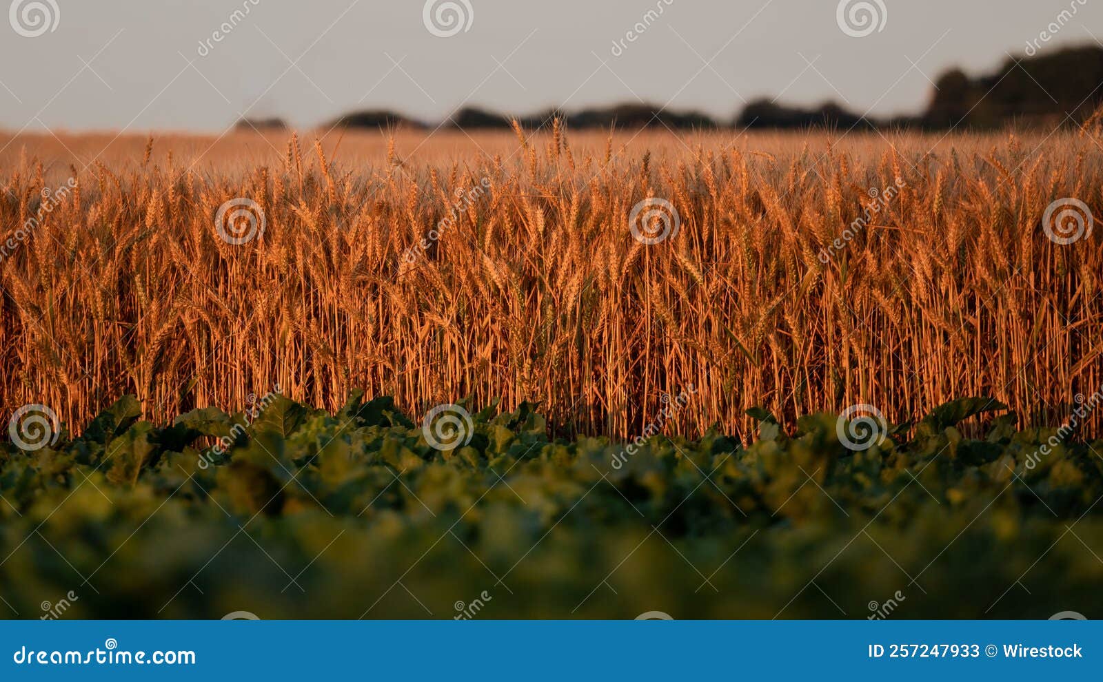 Ripe Golden Wheat Field on Grass Leaves Stock Image - Image of nature ...