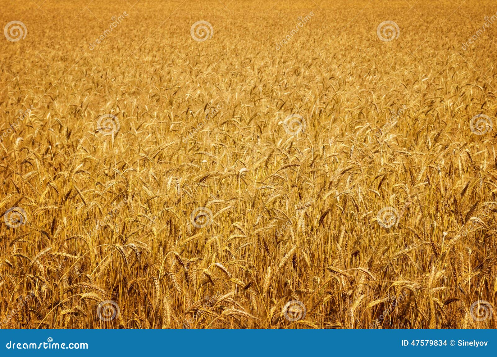 Ripe golden wheat stock photo. Image of background, agricultural - 47579834