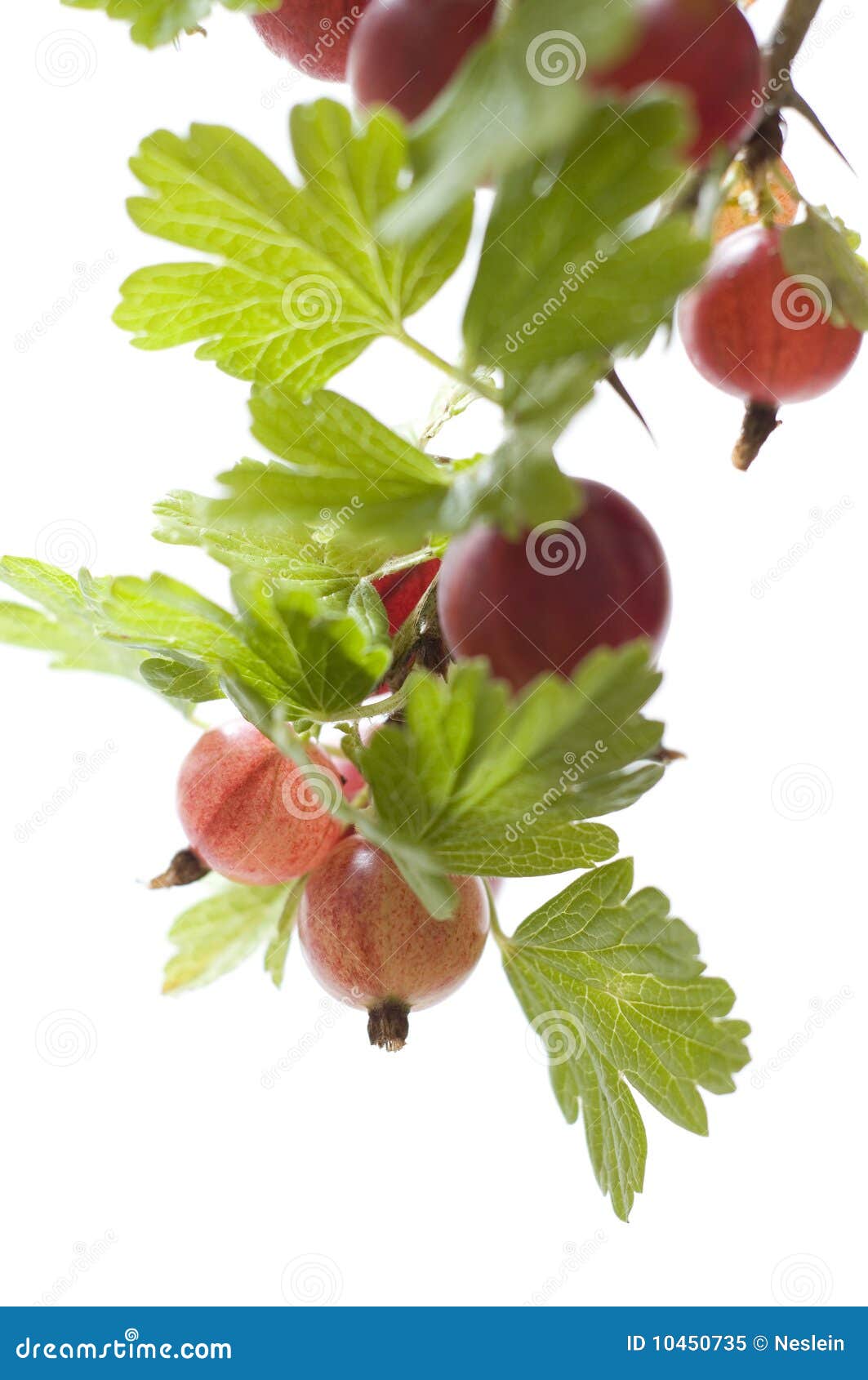 Ripe Gooseberries stock image. Image of colorful, dieting - 10450735