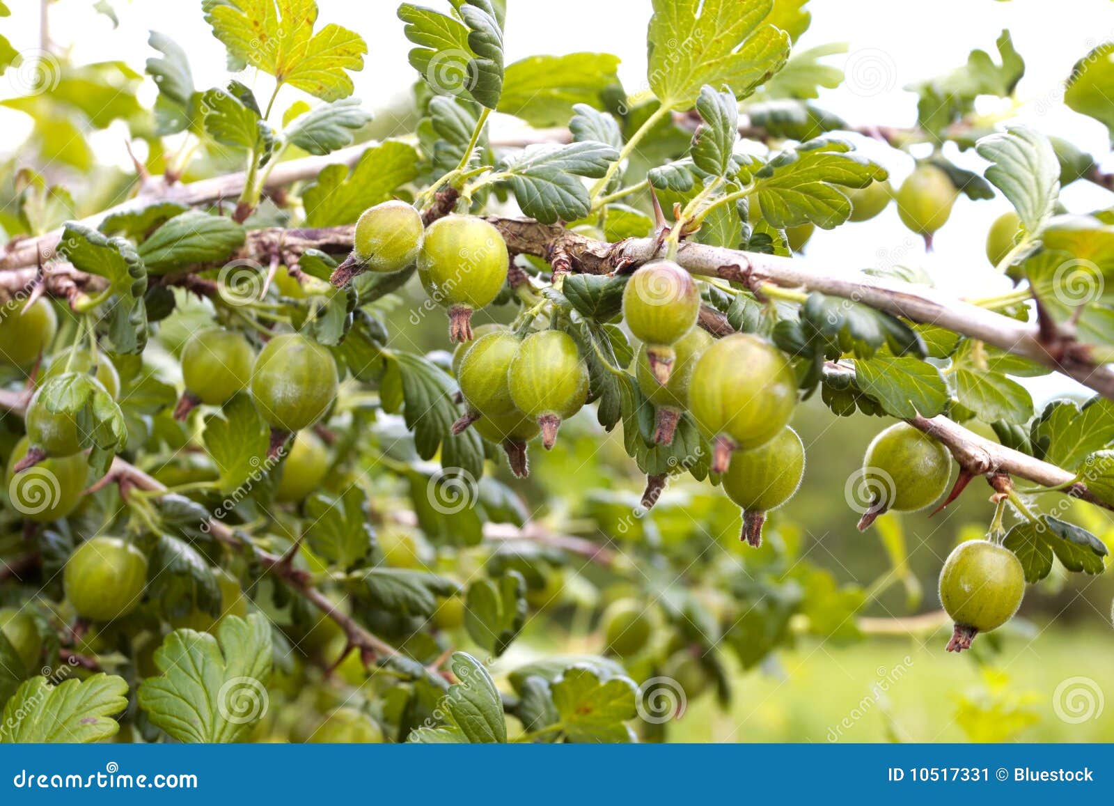 Ripe Gooseberries on Branch Stock Image - Image of organic, bush: 10517331