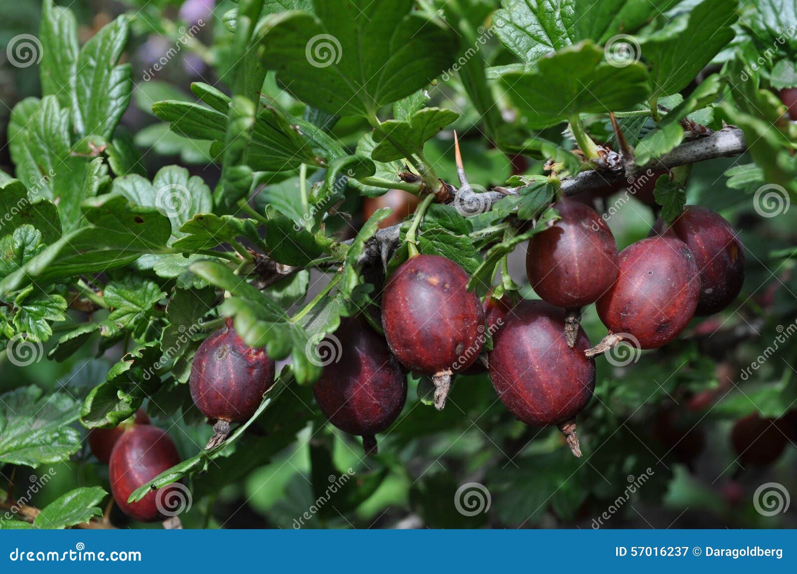 Ripe gooseberries stock image. Image of berries, harvest - 57016237