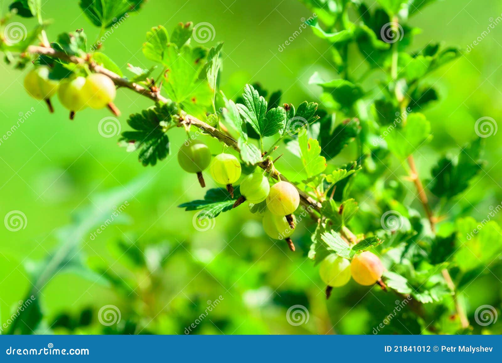Ripe Gooseberry stock photo. Image of gooseberries, green - 21841012