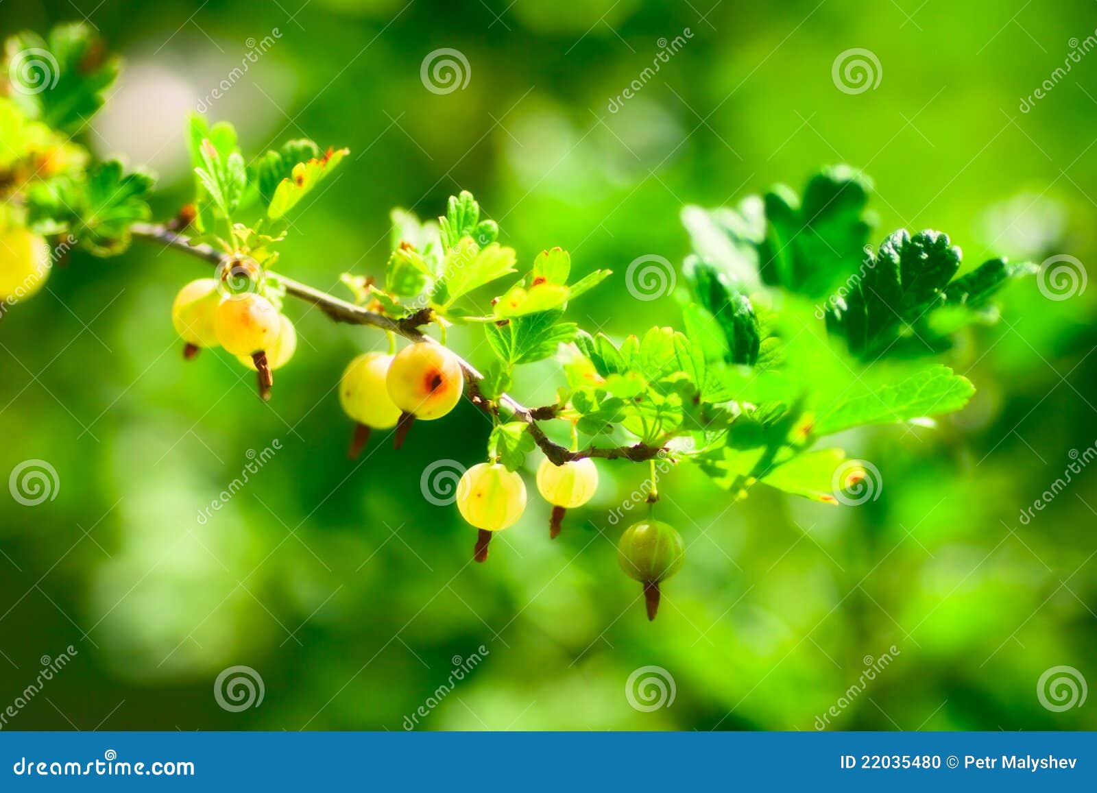 Ripe Gooseberry stock photo. Image of gather, desserts - 22035480