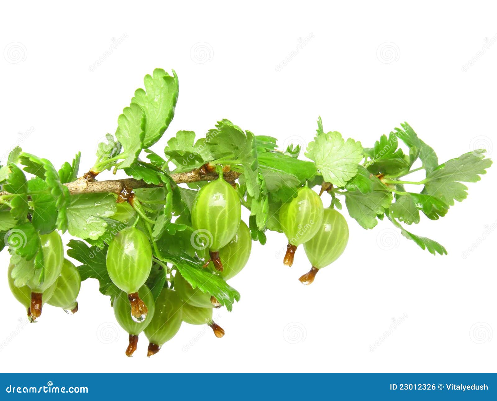 Ripe Gooseberry on Branch. Isolated. Stock Photo - Image of garden ...
