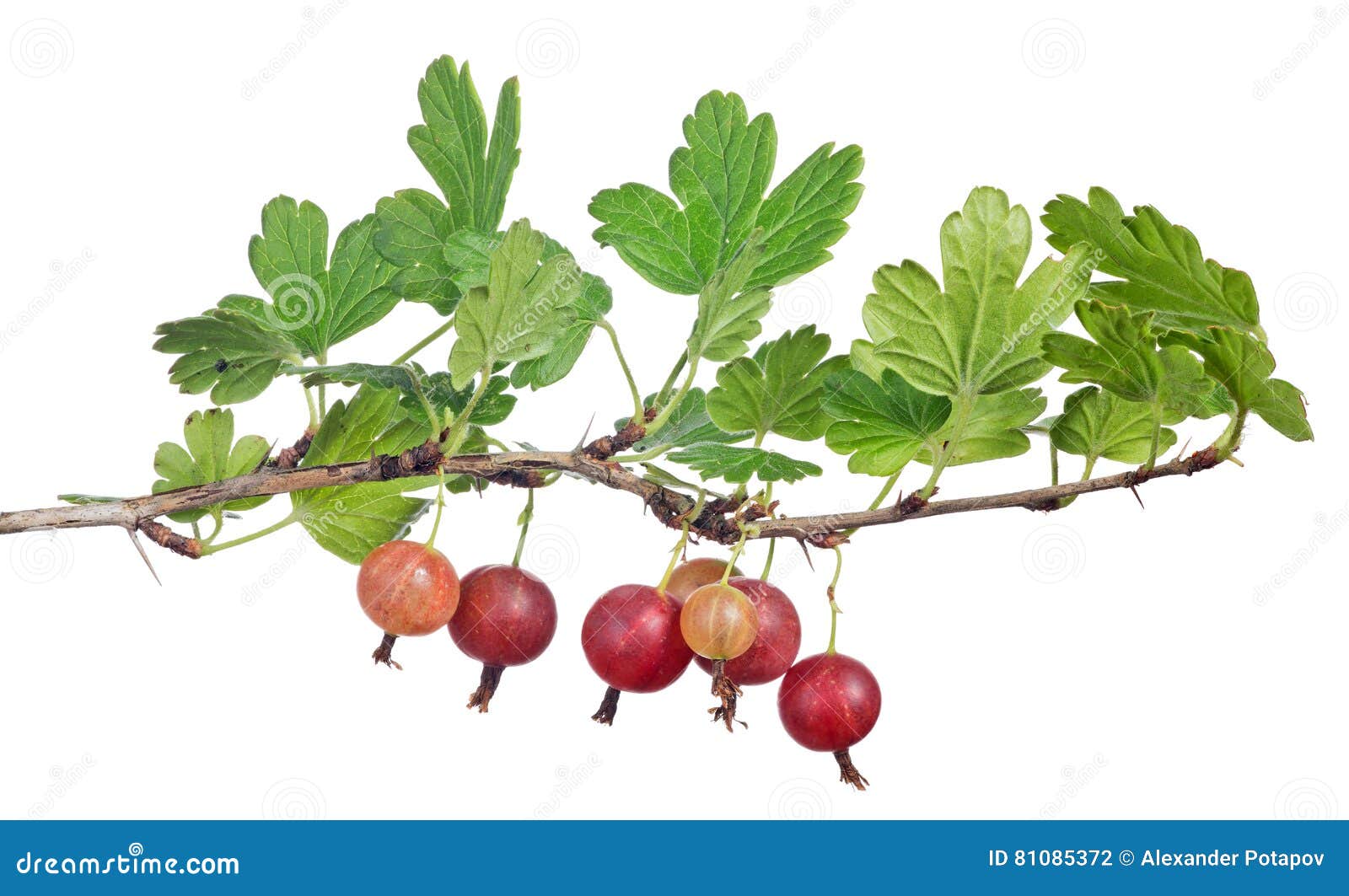 Ripe Gooseberry Branch on White Stock Photo - Image of isolated ...