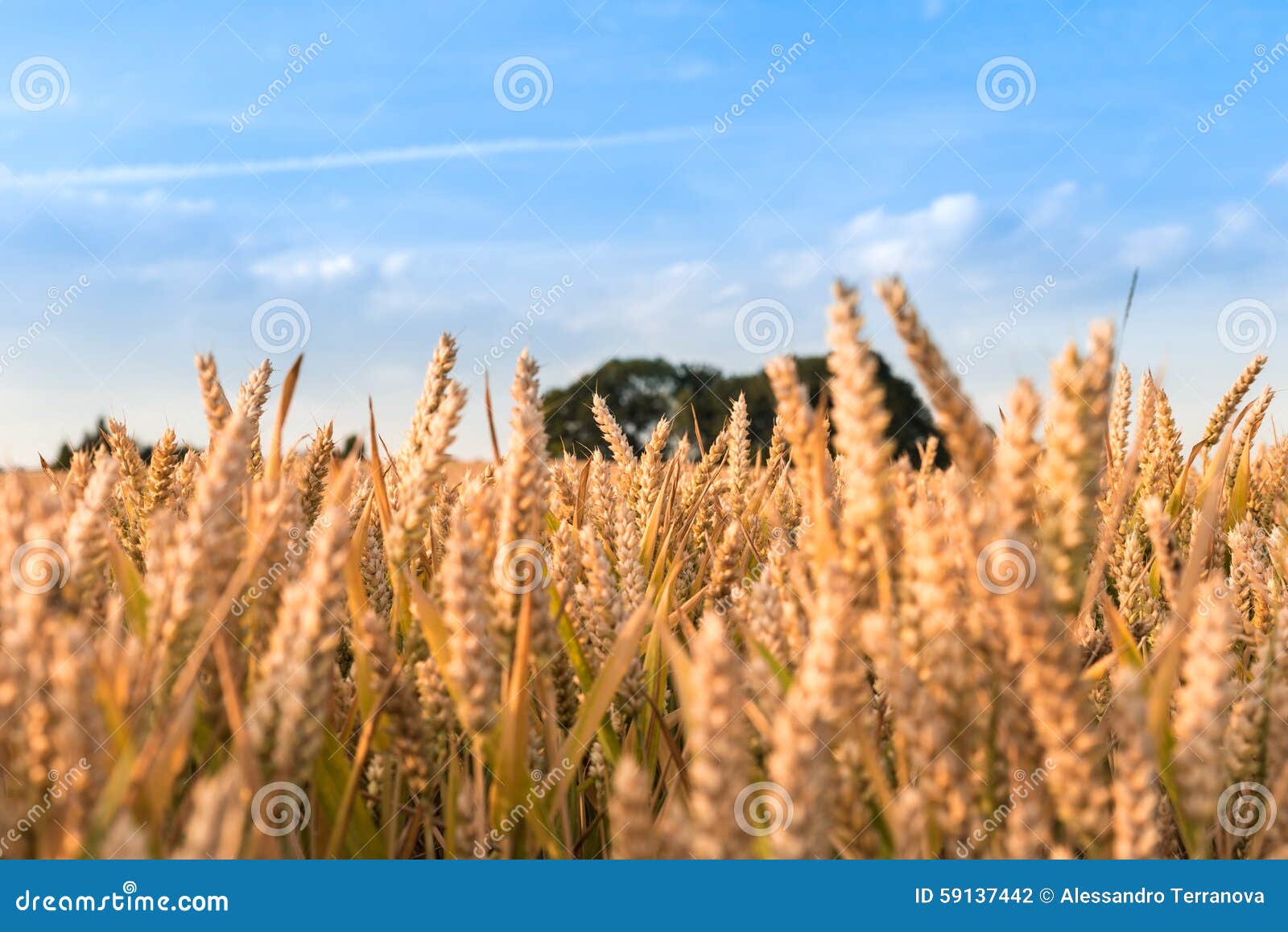 Ripe grain stock photo. Image of grain, biologically - 59137442