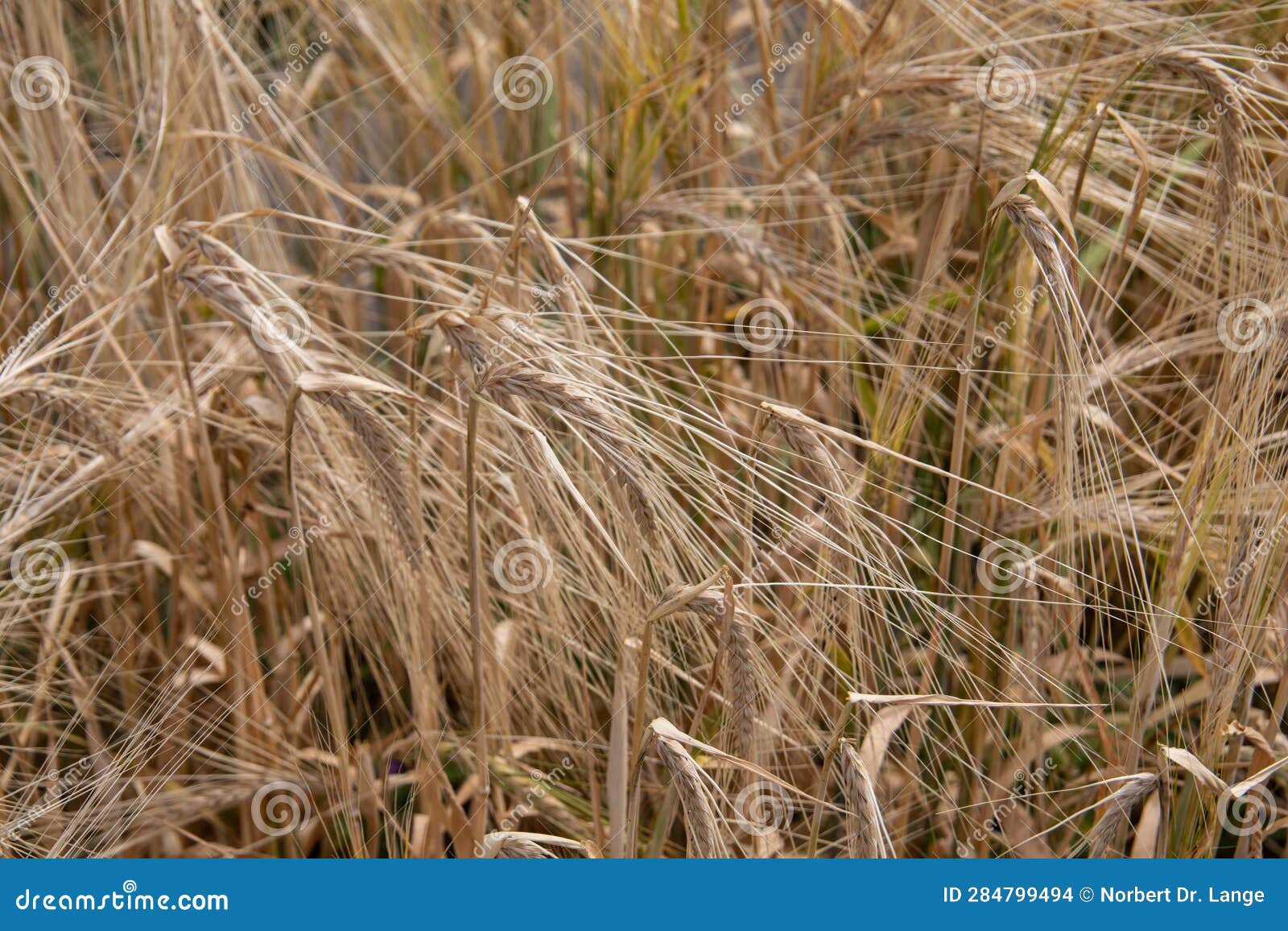 Ripe grain field stock photo. Image of growth, straw - 284799494