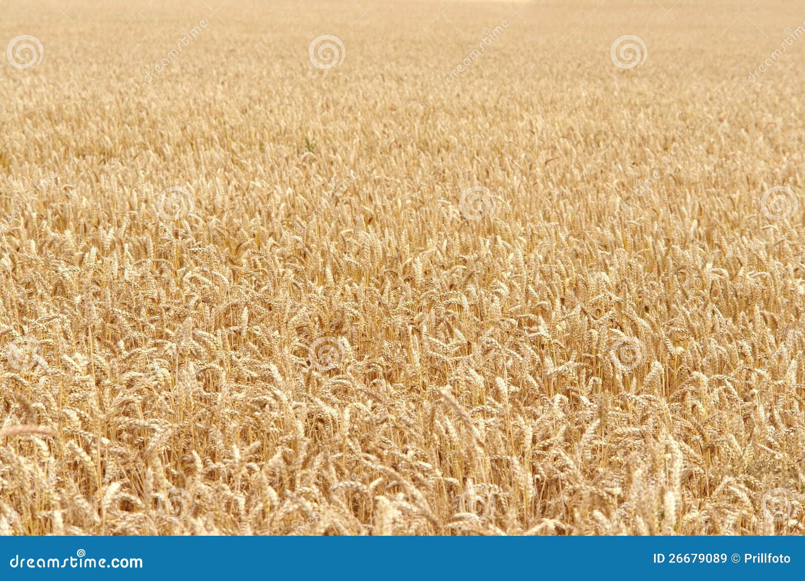 Ripe grain field detail stock image. Image of husbandry - 26679089