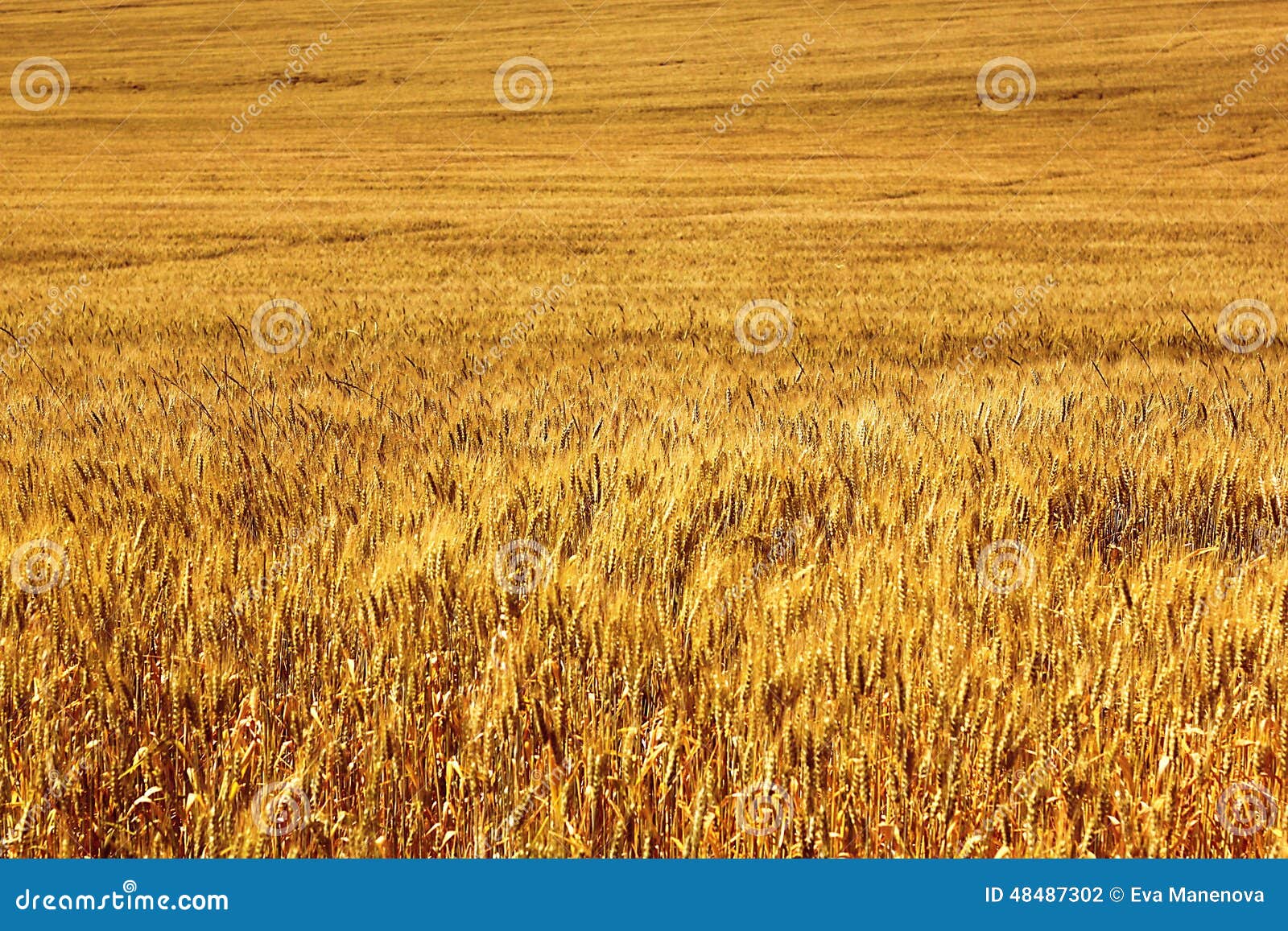Ripe grain stock photo. Image of field, fields, bread - 48487302