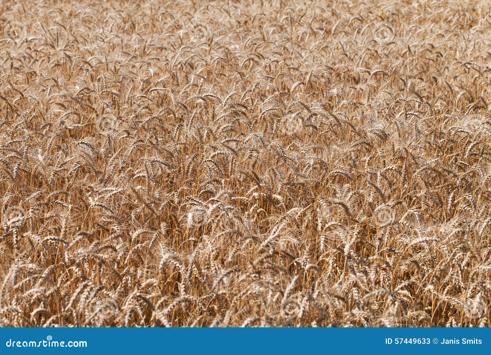 Ripe grain. stock image. Image of growth, natural, outdoor - 57449633
